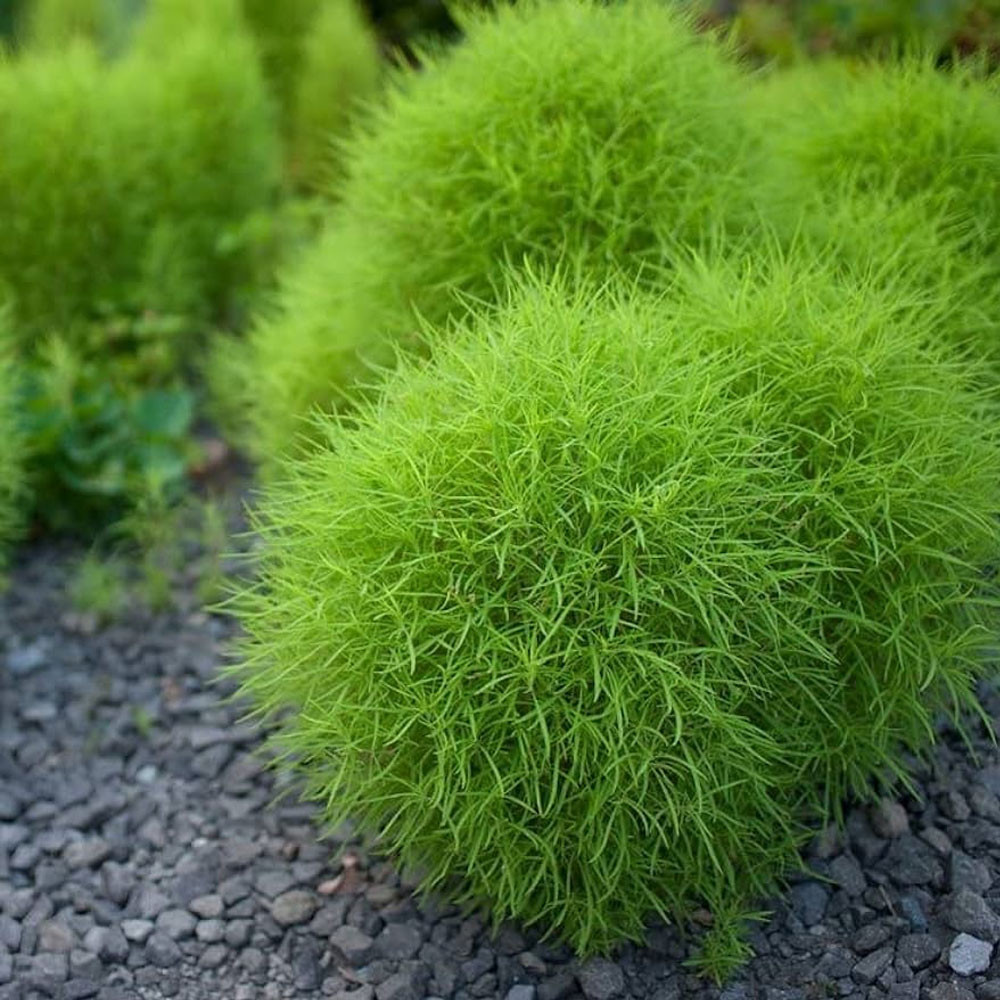 Seminte flori Cipru de gradina (Kochia scoparia) verde - Seminte flori ...
