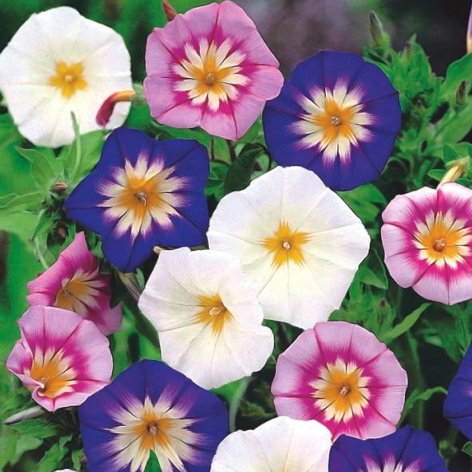 Seminte flori Zorele pitice Mix (Convolvulus tricolor) - Seminte flori ...